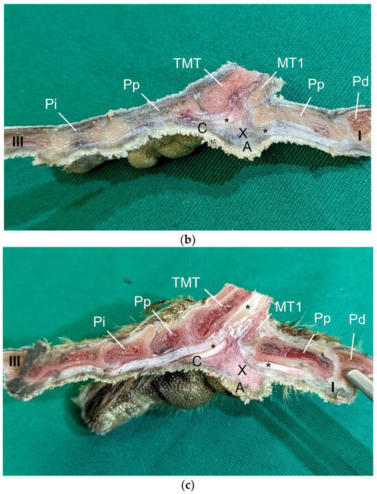 The Comparative Anatomy of the Metatarsal Foot Pad in Eight Species of ...