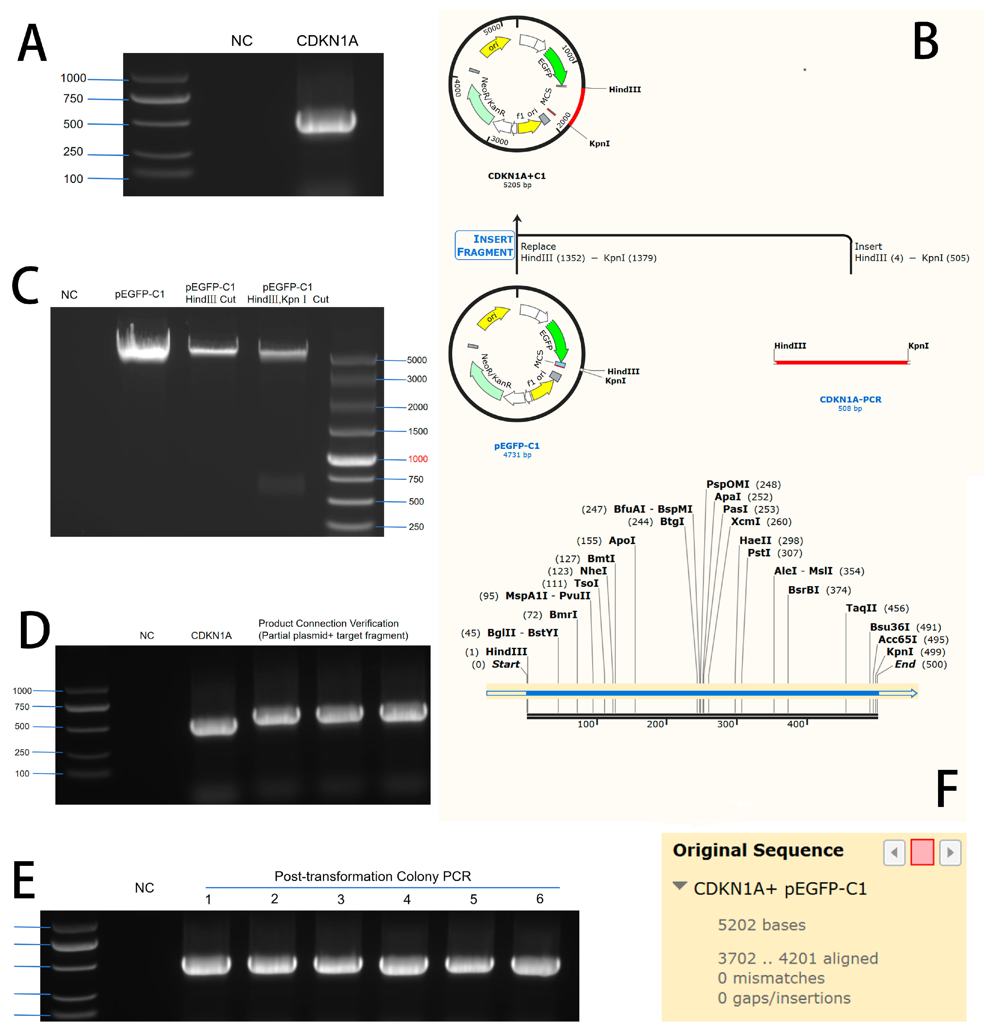 The Effect of CDKN1A on the Expression of Genes Related to Milk Protein ...