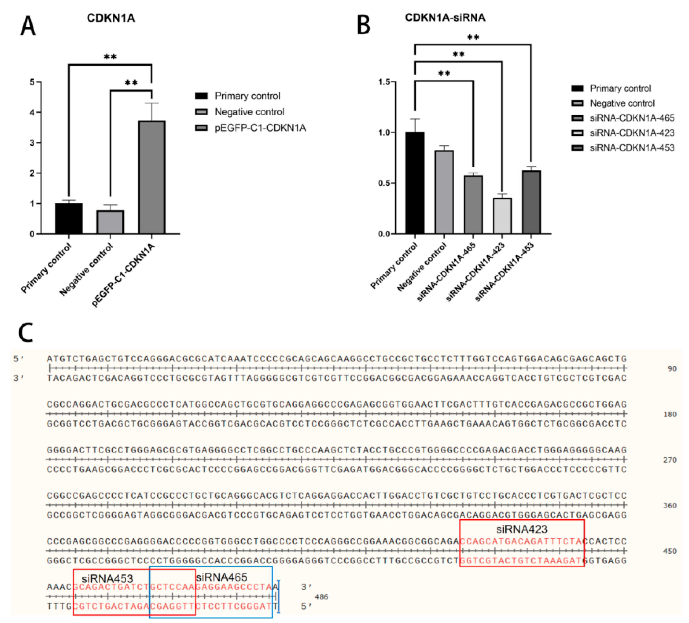 The Effect of CDKN1A on the Expression of Genes Related to Milk Protein ...