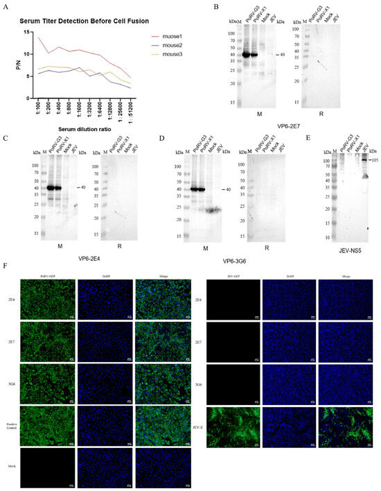 Preparation and Characterization of Monoclonal Antibodies Against the ...