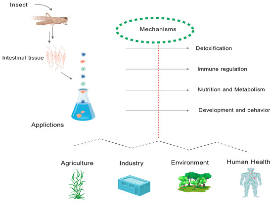 The Ecological–Evolutionary Game of the Insect Gut Microbiome ...