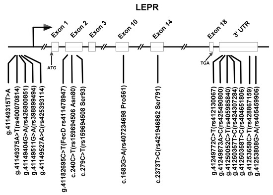 Effects of Novel Mutations in the LEPR Gene on Litter Size in Gobi ...