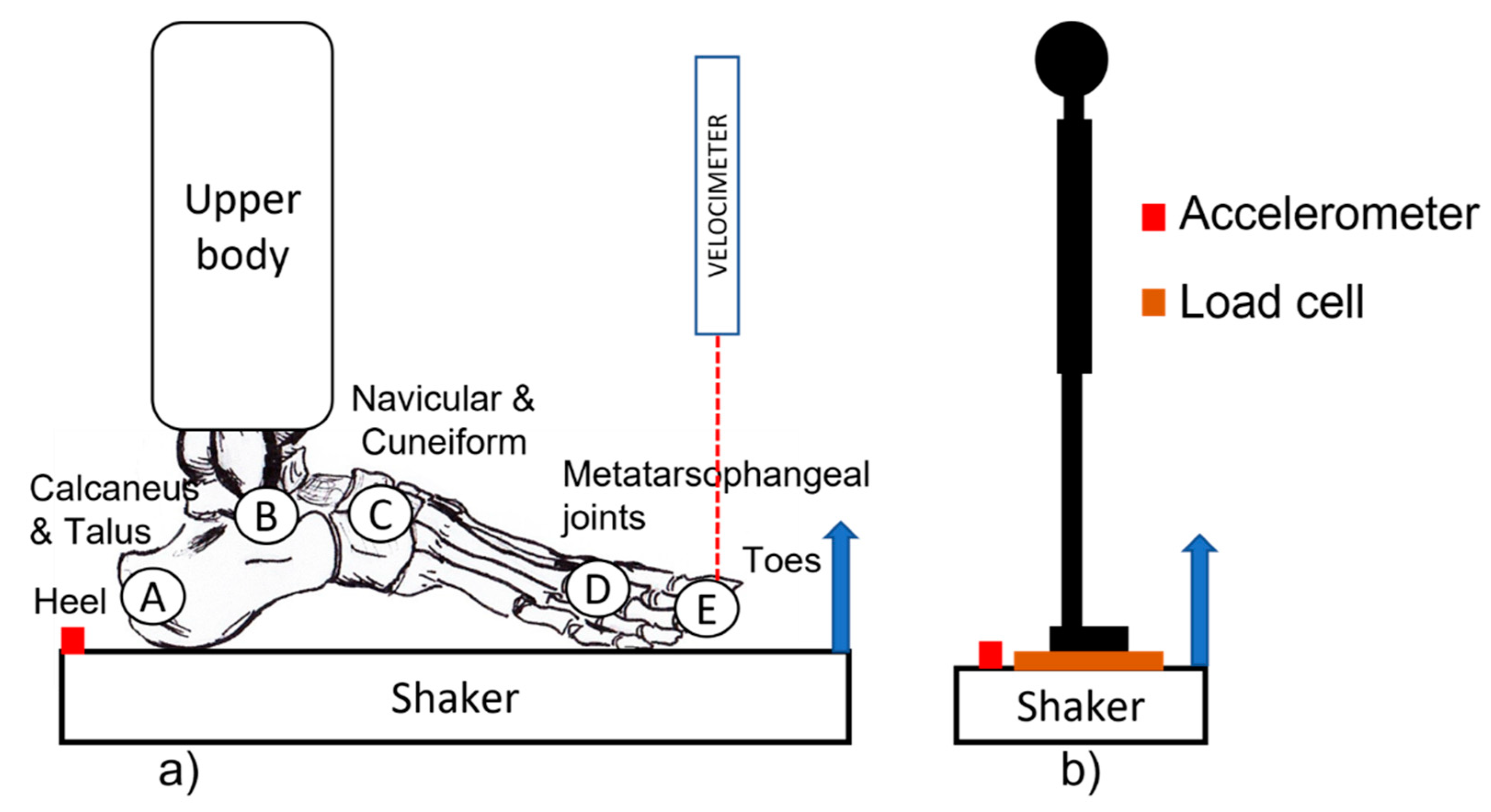 The Effects of Altering the Center of Pressure in Standing Subjects ...