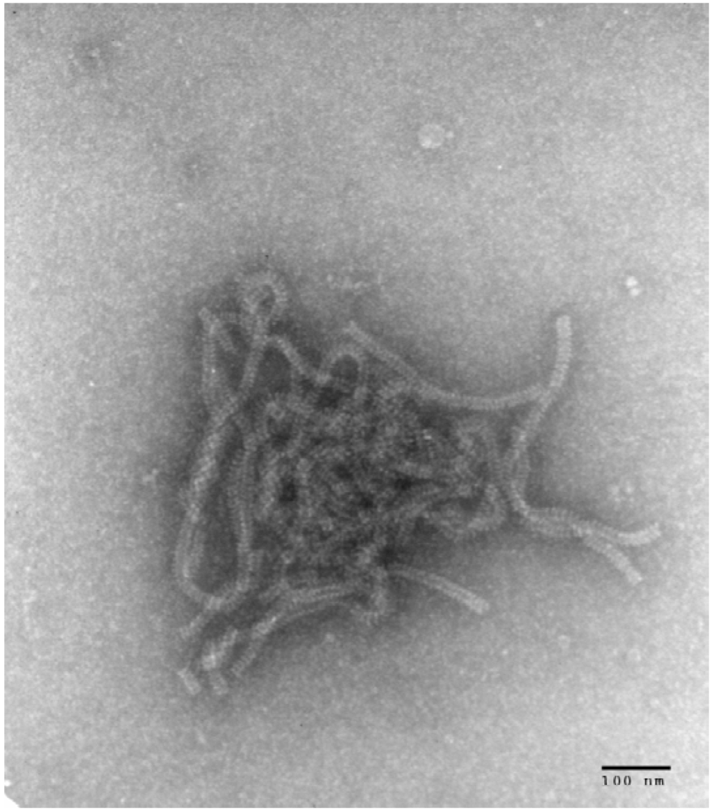 The Complete Sequence of a Human Parainfluenzavirus 4 Genome