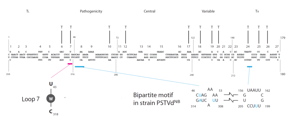 Viroid Intercellular Trafficking: RNA Motifs, Cellular Factors and ...