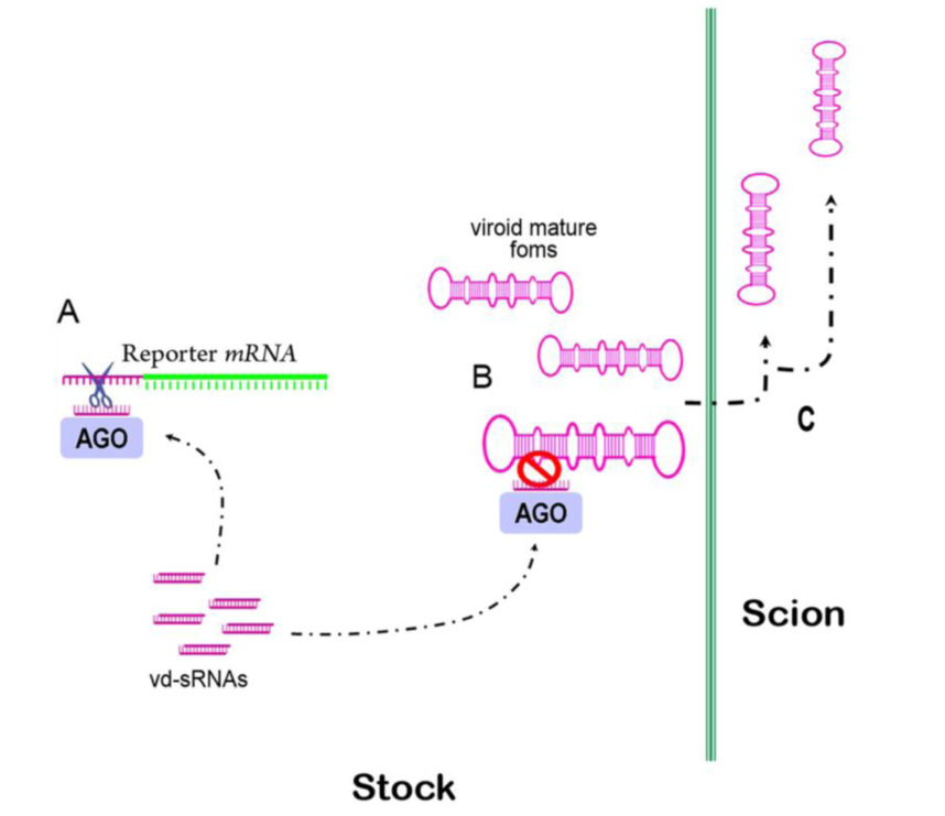 Evolutionary Constraints to Viroid Evolution