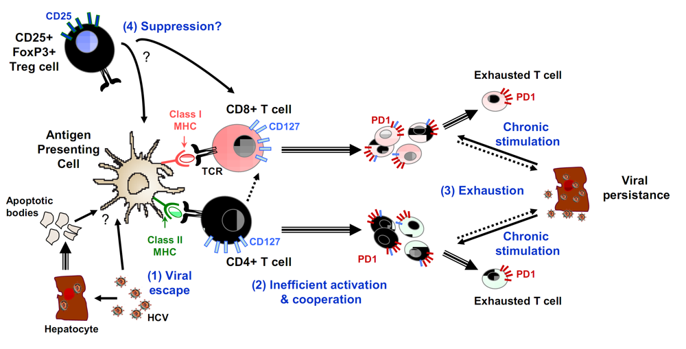 Viruses | Free Full-Text | Adaptive Immunity to Hepatitis C Virus