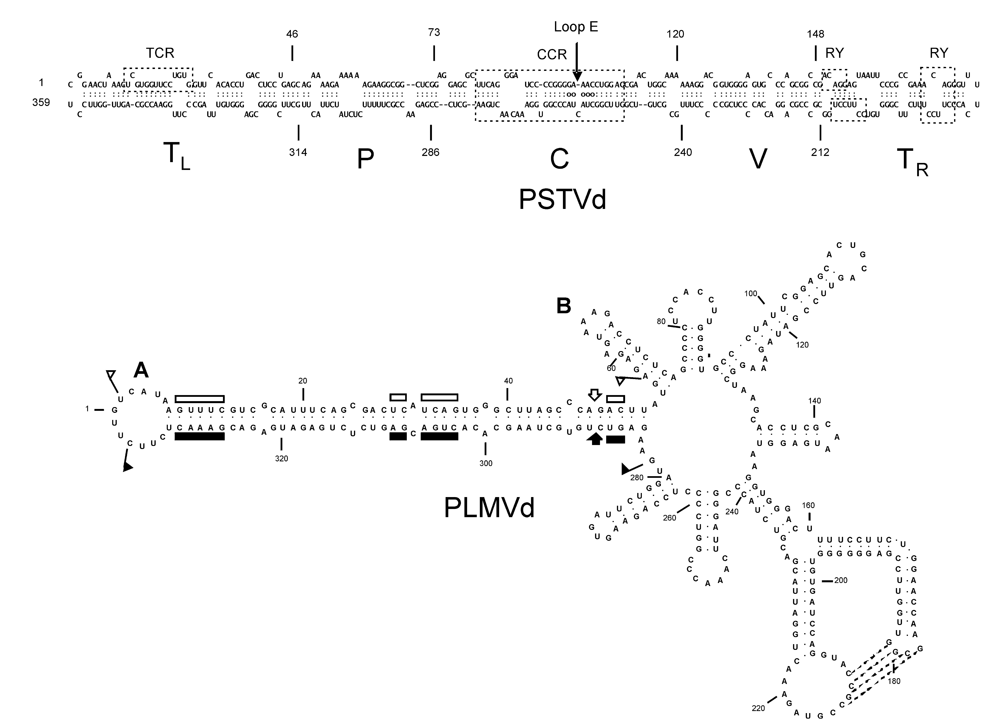 Viruses | Free Full-Text | Viroid Pathogenicity: One Process, Many Faces