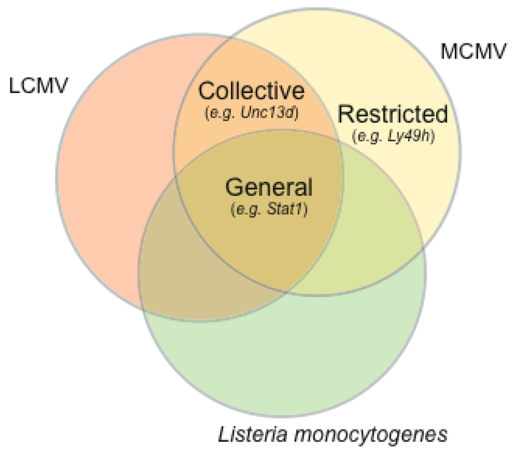 Identification of Mouse Cytomegalovirus Resistance Loci by ENU Mutagenesis