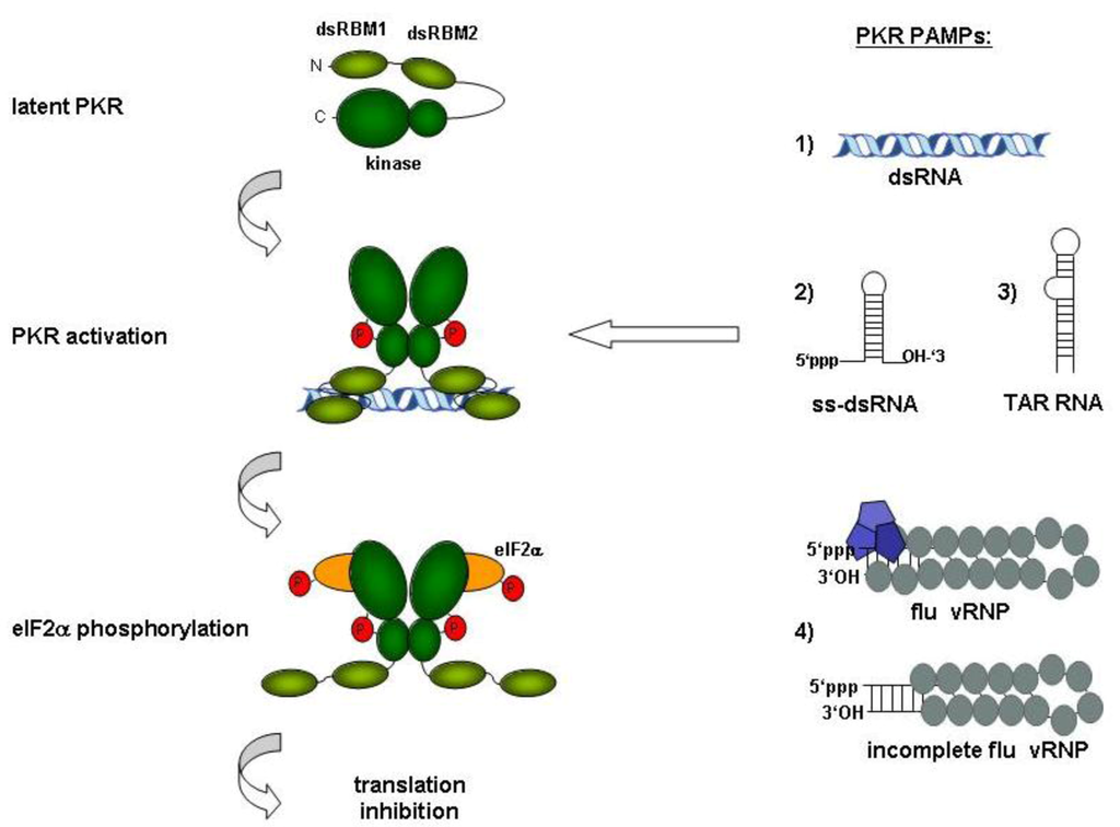Activation of the Antiviral Kinase PKR and Viral Countermeasures