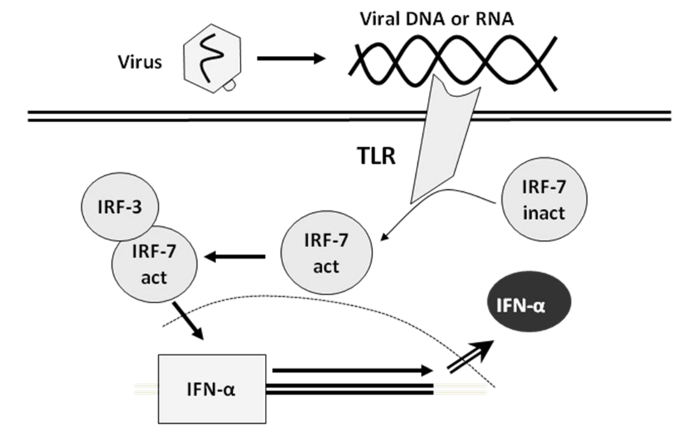 Effect of Type-I Interferon on Retroviruses