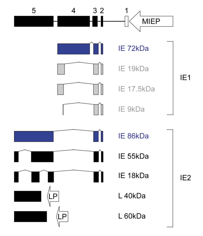 The Human Cytomegalovirus Major Immediate-Early Proteins as Antagonists ...