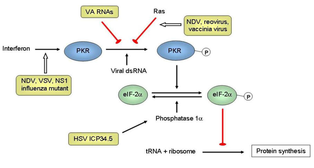 Viruses | Free Full-Text | Oncolytic Viruses for Cancer Therapy ... Viruses | Free Full-Text | Oncolytic Viruses for Cancer Therapy ...