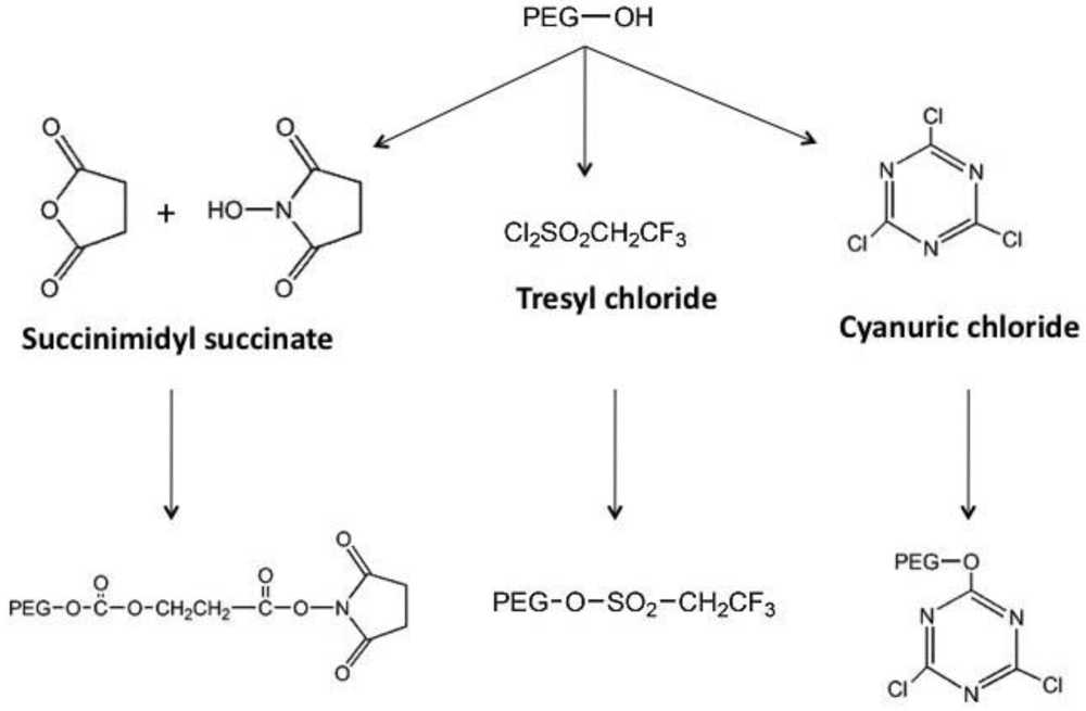 Viruses | Free Full-Text | PEGylated Adenoviruses: From Mice to Monkeys