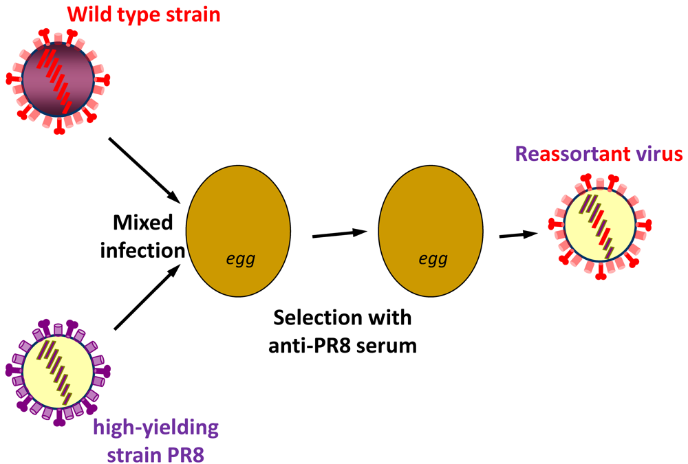 Viruses | Free Full-Text | Developing Vaccines to Combat Pandemic Influenza