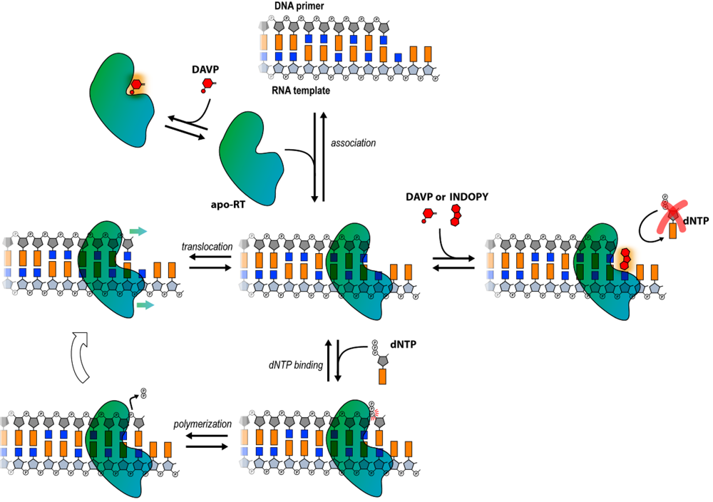 Viruses | Special Issue : HIV Drug Resistance 2010