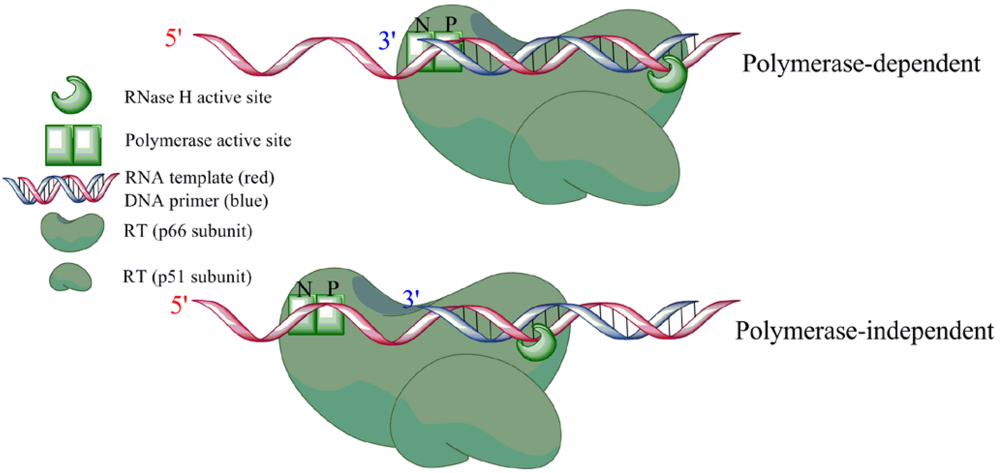 HIV-1 Ribonuclease H: Structure, Catalytic Mechanism and Inhibitors