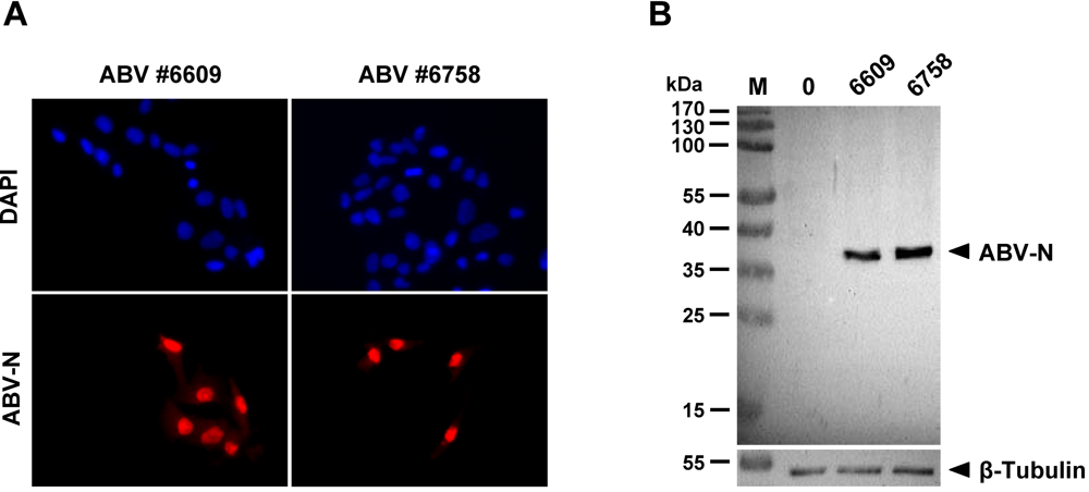 Avian Bornaviruses Escape Recognition by the Innate Immune System