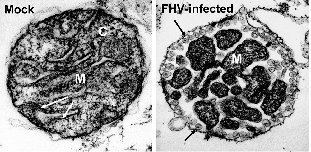 Role of Cellular Lipids in Positive-Sense RNA Virus Replication Complex ...