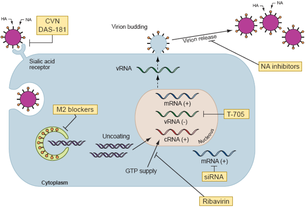 Viruses | Special Issue : Antivirals Against Influenza