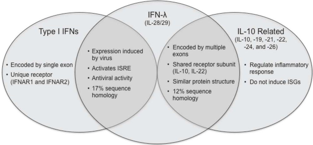 Interferon-λ in HCV Infection and Therapy