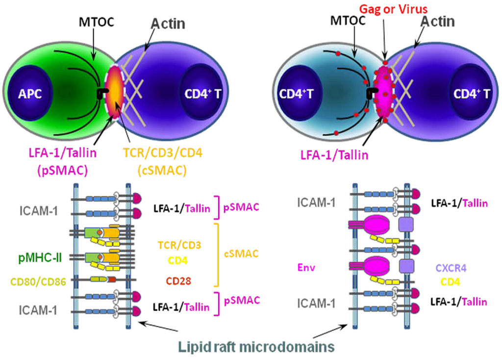 Viruses | Special Issue : Transmission of Retroviruses across ...