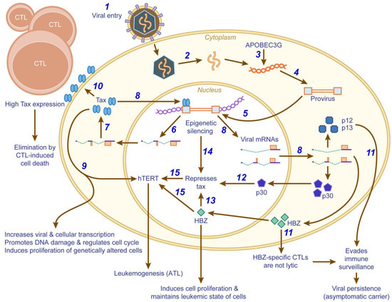Human T Lymphotropic Virus Type 1 (HTLV-1): Molecular Biology and ...