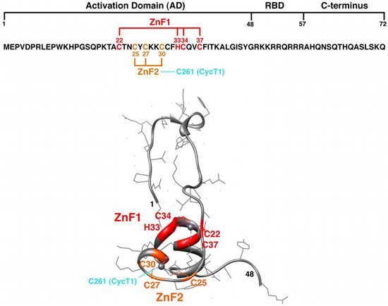 HIV-1 Tat: Its Dependence on Host Factors is Crystal Clear