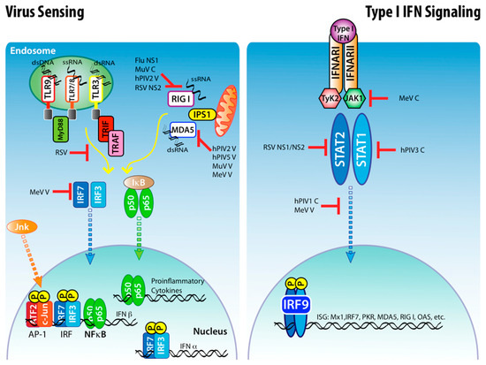 Buying Time—The Immune System Determinants of the Incubation Period to ...