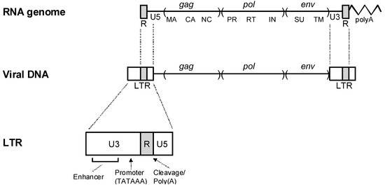 Insertional Oncogenesis by Non-Acute Retroviruses: Implications for ...