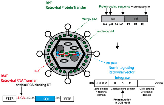 Gammaretroviral Vectors: Biology, Technology and Application