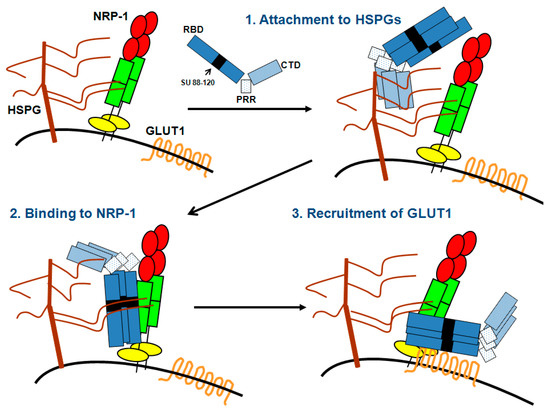 Molecular Aspects of HTLV-1 Entry: Functional Domains of the HTLV-1 ...