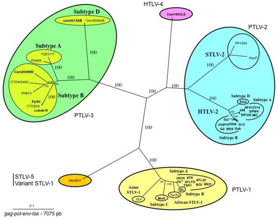 HTLV-3/STLV-3 and HTLV-4 Viruses: Discovery, Epidemiology, Serology and ...