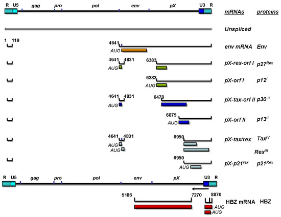 Molecular Determinants of Human T-lymphotropic Virus Type 1 ...
