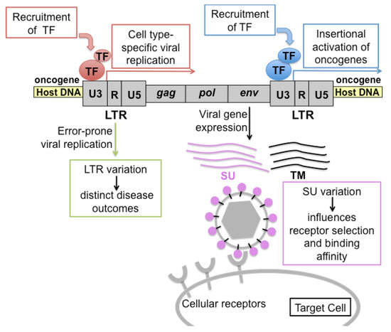 Viral Determinants of FeLV Infection and Pathogenesis: Lessons Learned ...