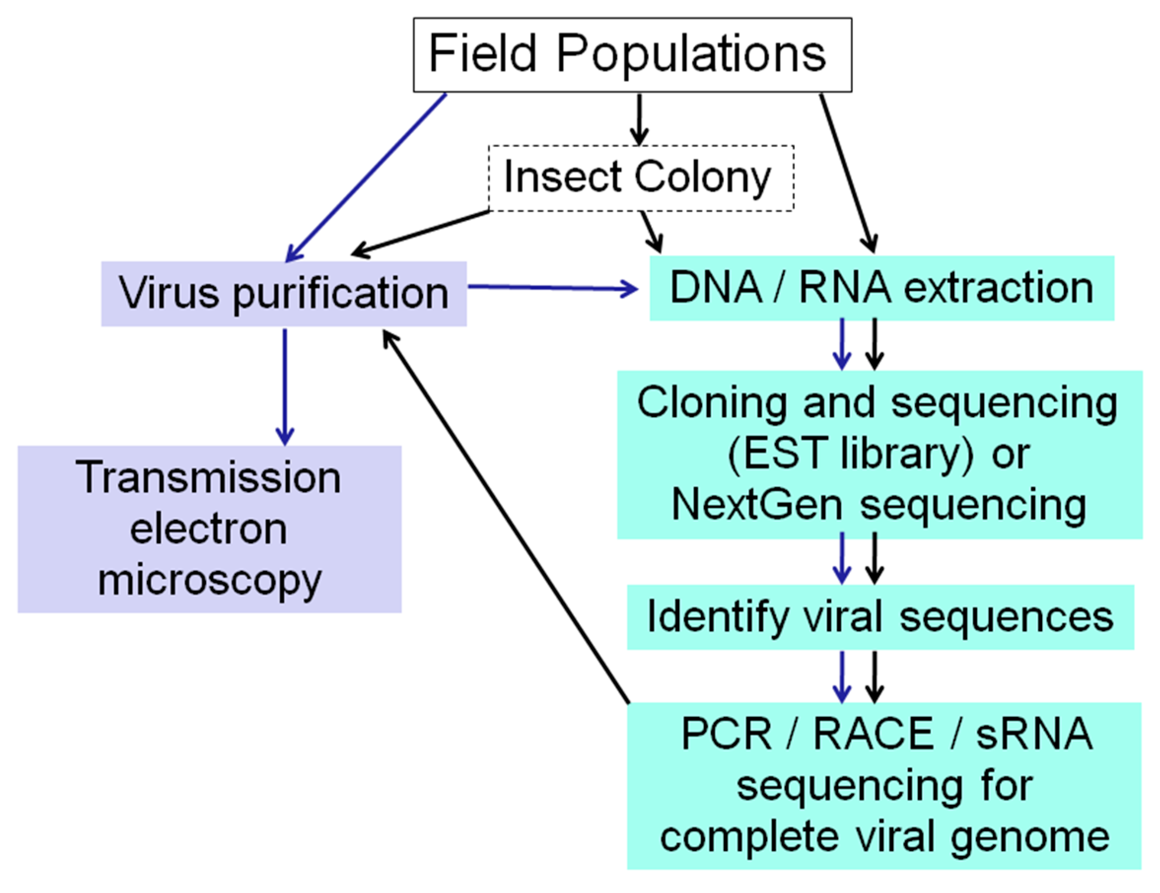 Next Generation Sequencing Technologies for Insect Virus Discovery