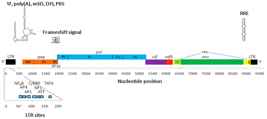 The Molecular Biology of Feline Immunodeficiency Virus (FIV)