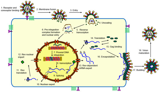 Viruses | Free Full-Text | The Molecular Biology of Feline ...