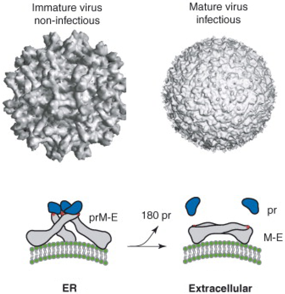 The Human Antibody Response to Dengue Virus Infection