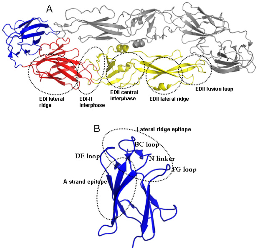 The Human Antibody Response to Dengue Virus Infection
