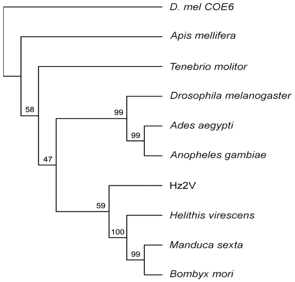 Analysis of the Genome of the Sexually Transmitted Insect Virus ...