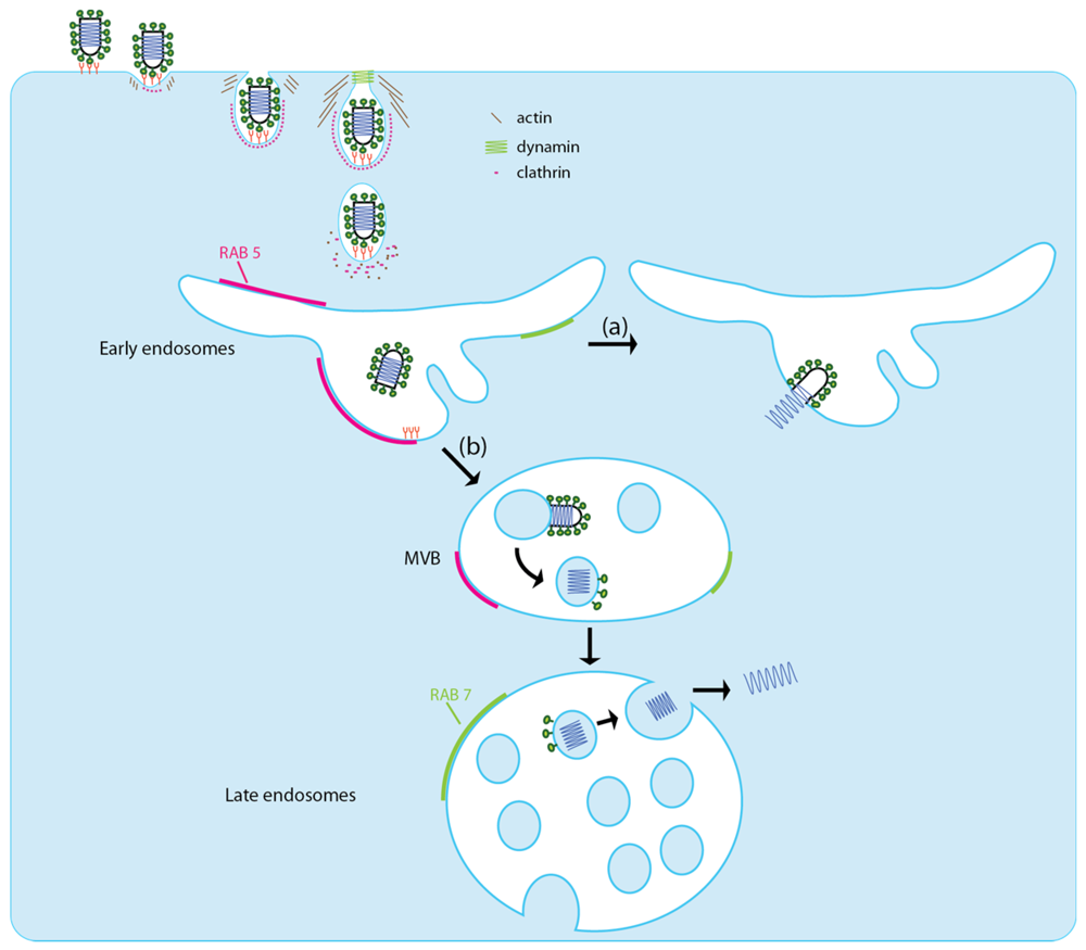 Molecular and Cellular Aspects of Rhabdovirus Entry