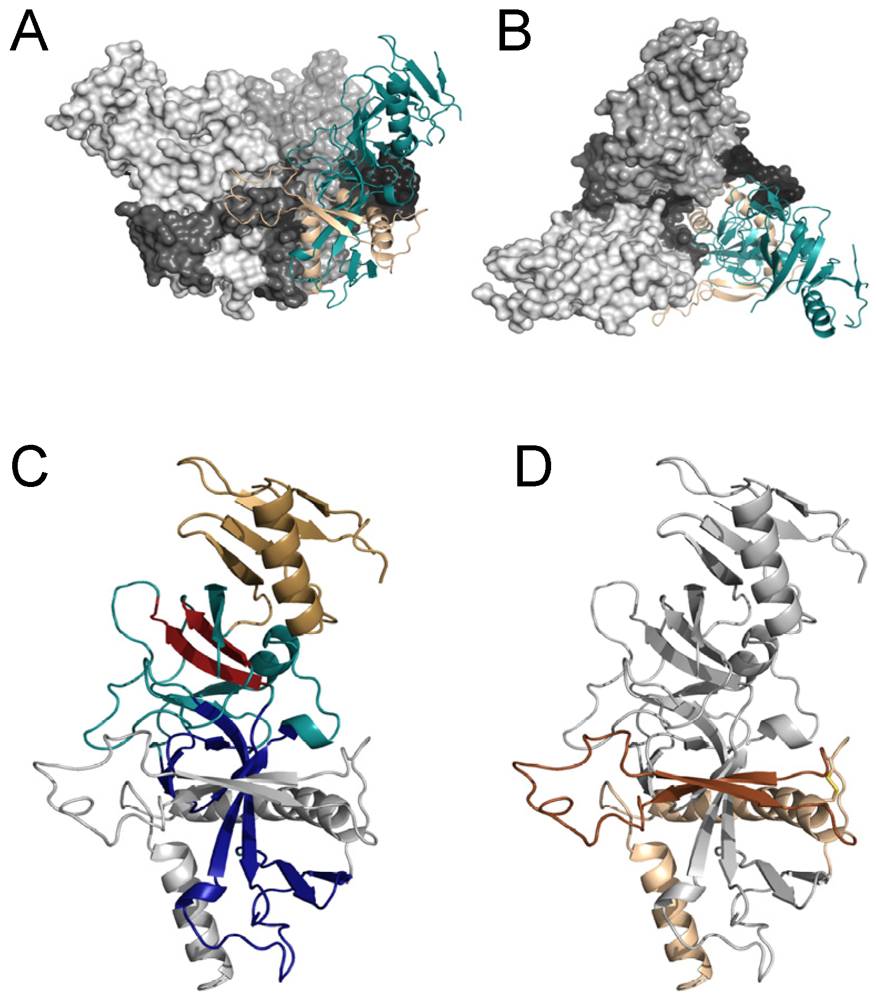 Filovirus Entry: A Novelty in the Viral Fusion World