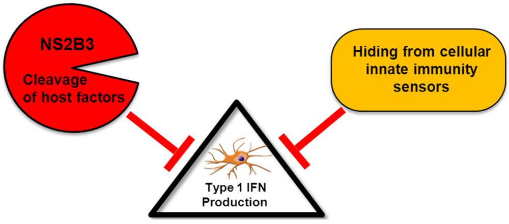 Innate Immunity Evasion by Dengue Virus