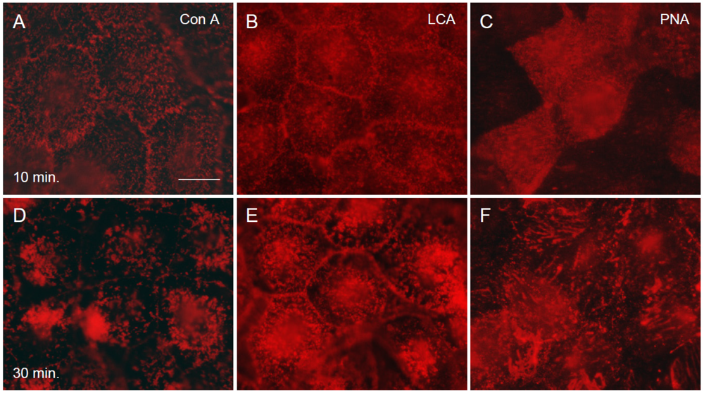 Viruses | Free Full-Text | Legume Lectins Inhibit Human Parainfluenza ...
