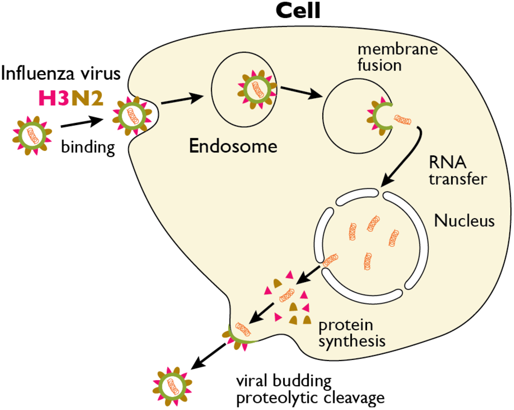 Influenza Virus Mediated Membrane Fusion Determinants Of Hemagglutinin
