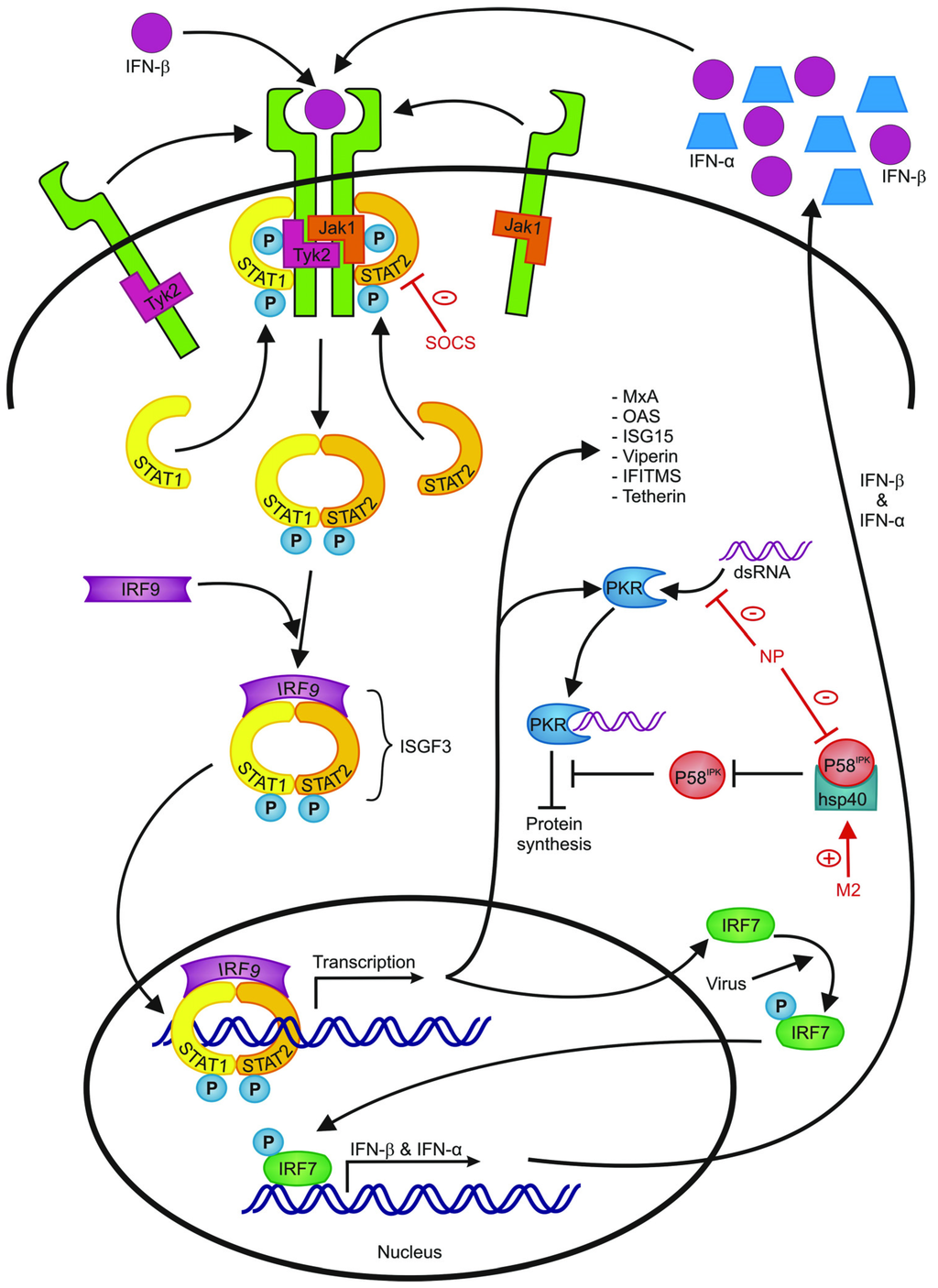 Viruses Free Full Text Evasion Of Influenza A Viruses From Innate