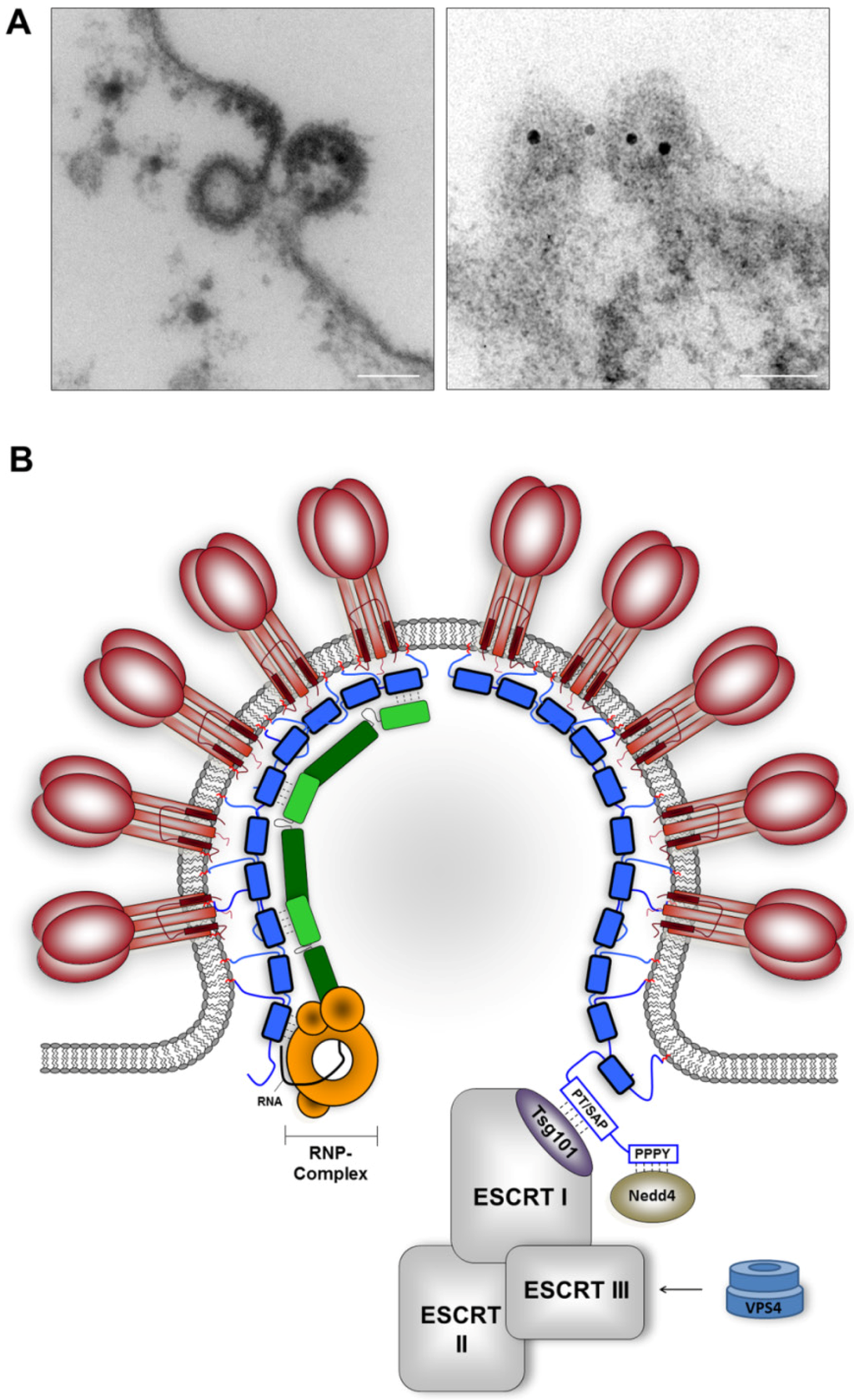 Viruses | Special Issue : Arenaviruses