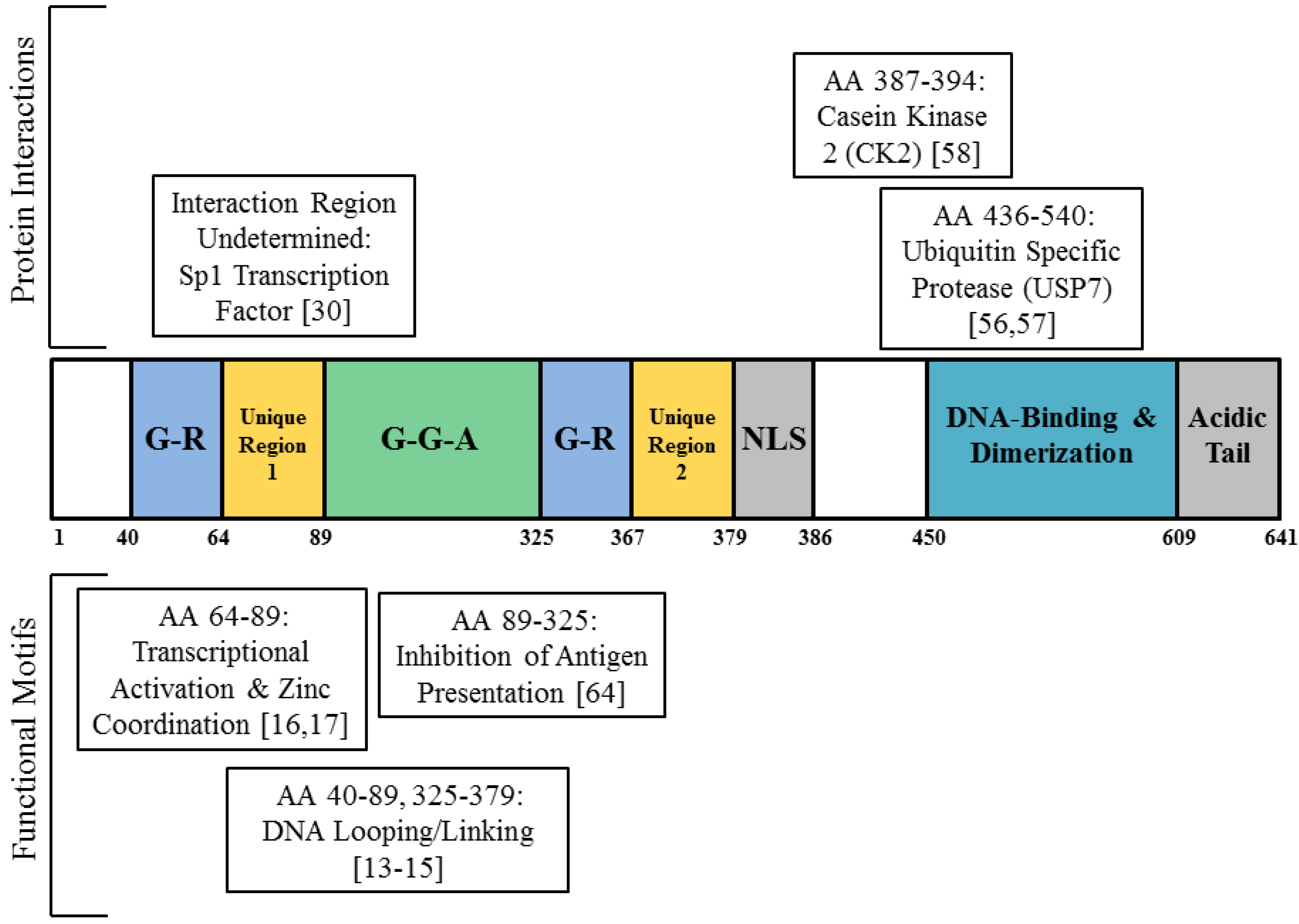 Viruses Free Full Text Potential Cellular Functions Of Epstein Barr