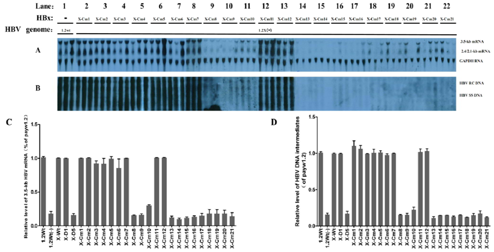 Role and Functional Domain of Hepatitis B Virus X Protein in Regulating ...